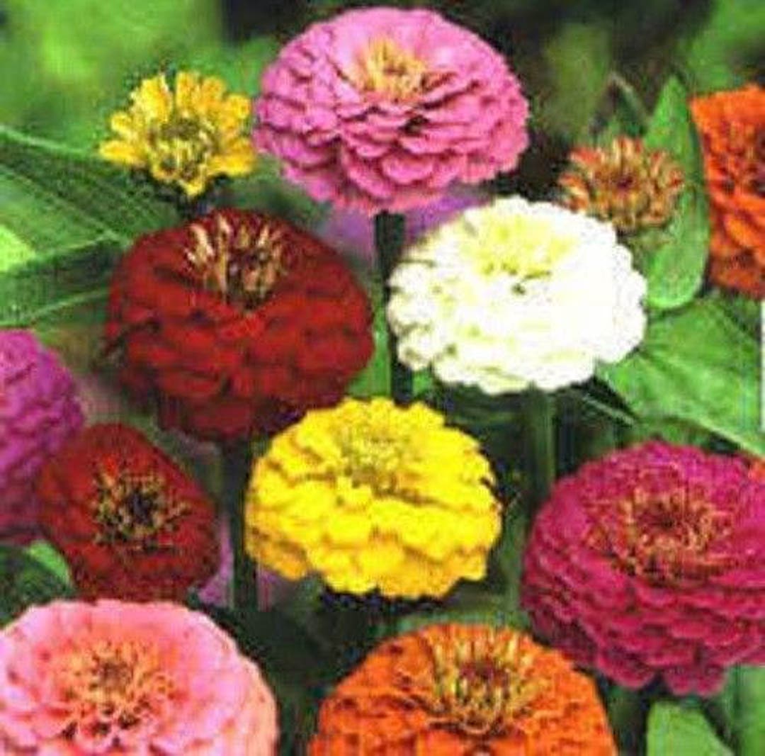 500 Mixed Colors CALIFORNIA GIANT ZINNIA Elegans Flower Seeds comb S/H ...