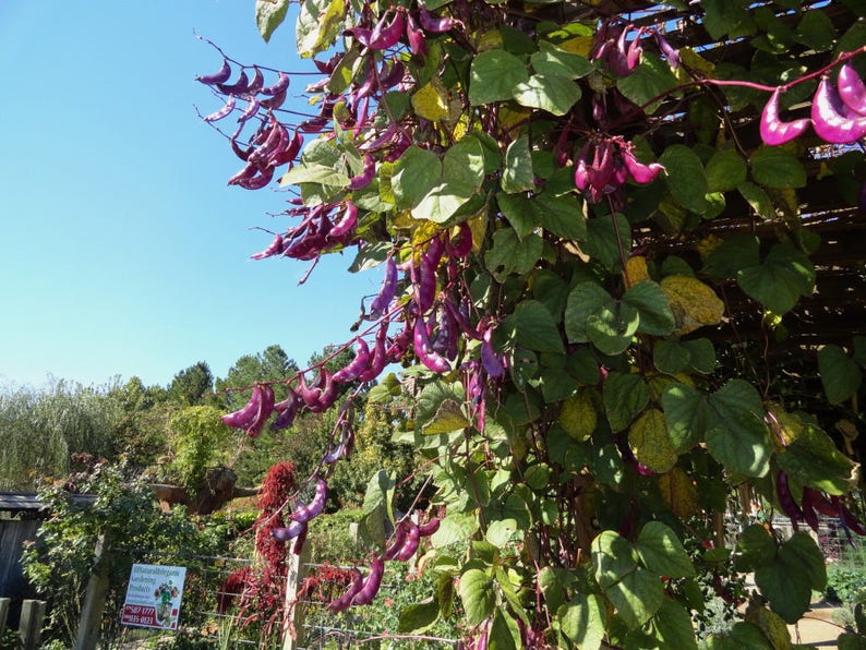 10 Ruby Moon HYACINTH BEAN Lablab Purpureus Blue Purple White | Etsy
