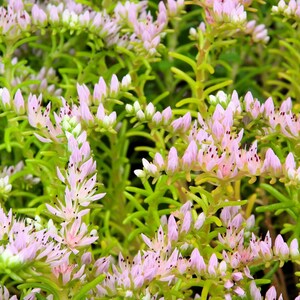 50 SEASTAR / WIDOWS Cross SEDUM Sea Star Stonecrop Sedum Pulchellum ...