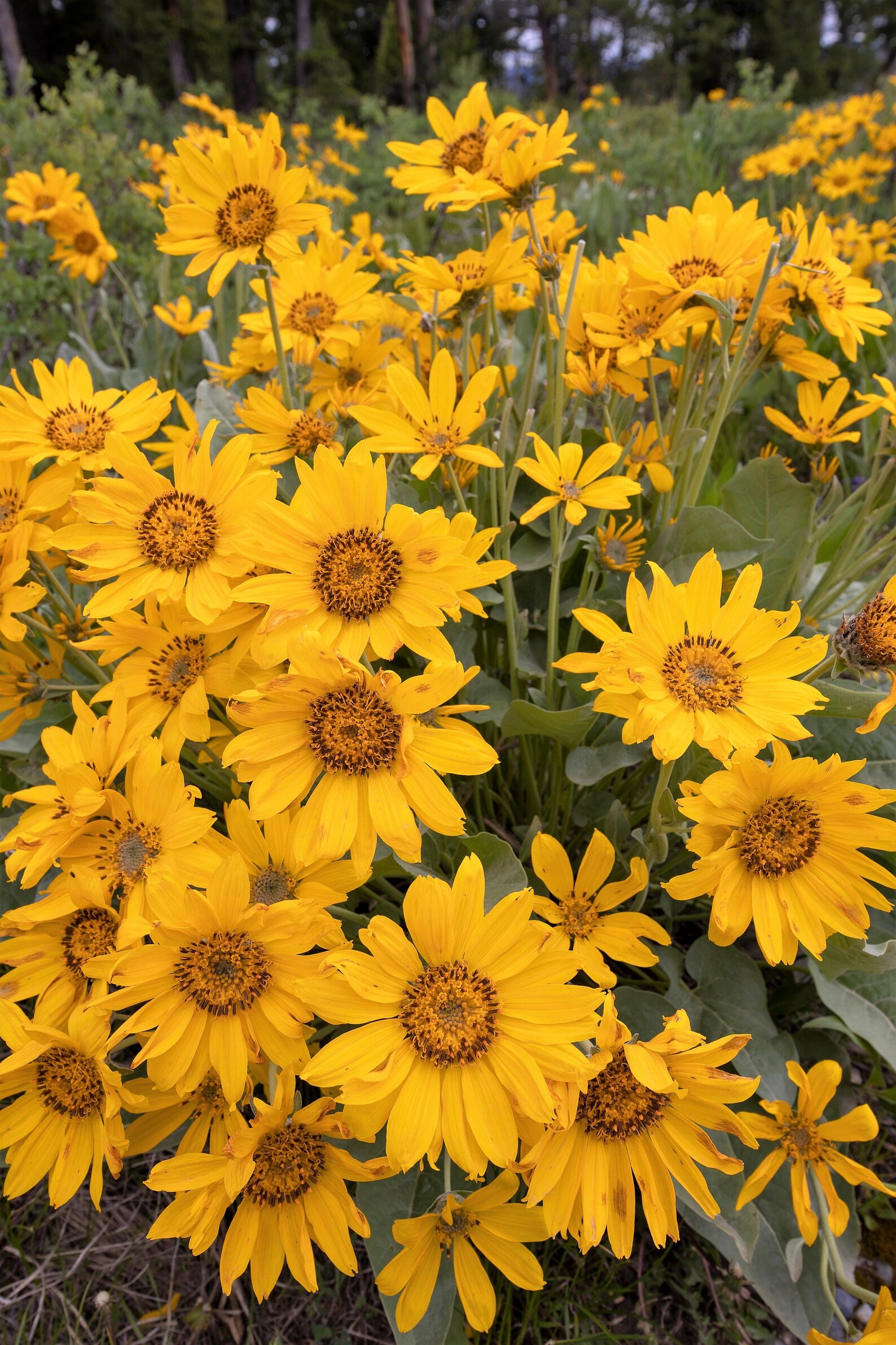 50 ARROWLEAF BALSAMROOT Oregon Sunflower Balsamorhiza Sagittata Native ...
