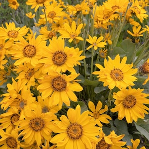 50 ARROWLEAF BALSAMROOT Oregon Sunflower Balsamorhiza Sagittata Native ...