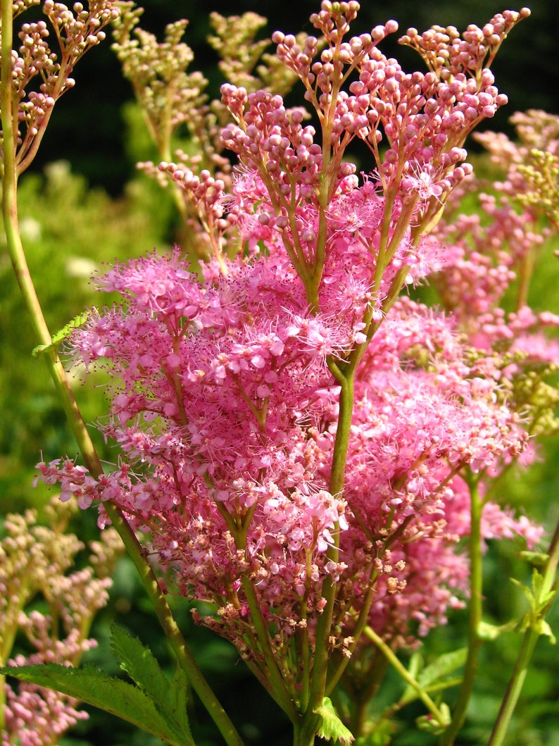 10 QUEEN of THE PRAIRIE Pink Meadowsweet Filipendula Rubra Flower Seeds ...