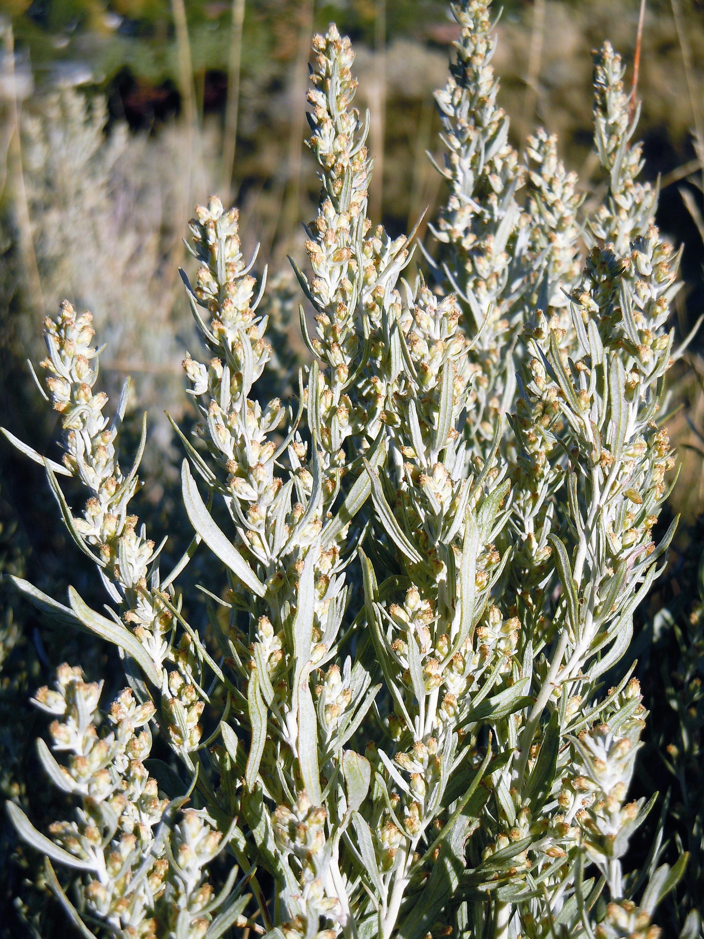 100 SILVER SAGEBRUSH Artemisia Cana Dwarf Sagebrush / Silver Wormwood ...