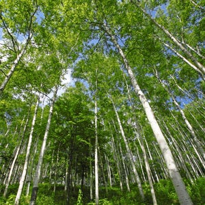 100 WHITE Japanese BIRCH TREE Betula Platyphylla Japonica Seeds - Etsy