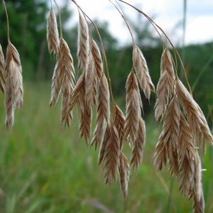 100 PRAIRIE BROME Arctic Brome Ornamental Grass Bromus Kalmii Seeds - Etsy