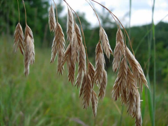 100 PRAIRIE BROME Arctic Brome Ornamental Grass Bromus Kalmii - Etsy