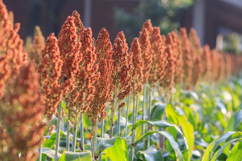 70 SUGAR DRIP SORGHUM Amber Cane Grain Sweet Syrup Vegetable Seeds - Etsy