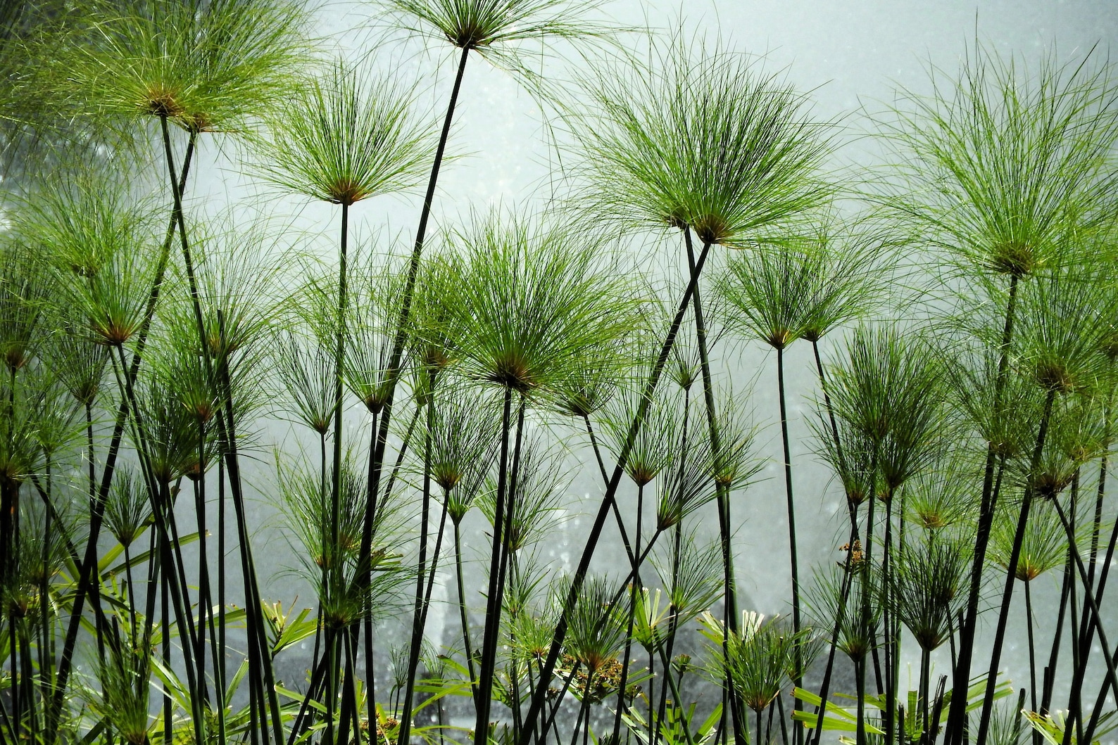 20 Cyperus PAPYRUS Paper Reed Water Plant Egyptian Nile Grass Yellow ...