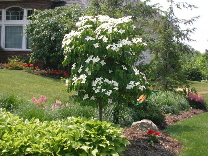 5 Flowering WHITE KOUSA DOGWOOD Cornus Kousa Tree Seeds - Etsy Australia