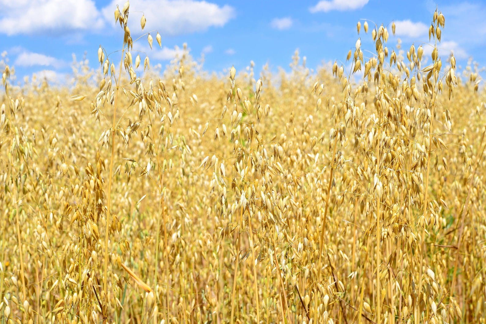 250 Certified ARMOR OAT Oats Avena Sativa Cereal Grain Cover Crop Seeds ...