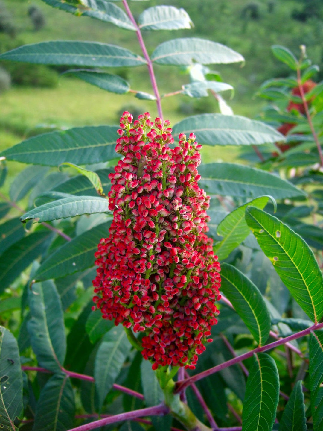 75 SMOOTH SUMAC TREE Red Berries Rhus Glabra Borealis Seeds - Etsy