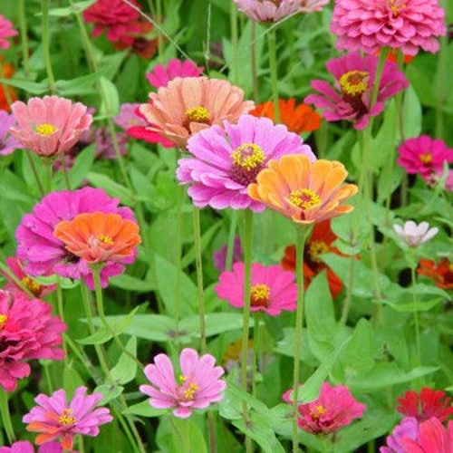 250 ZIN MASTER ZINNIA Mix Elegans Mixed Colors Flower Seeds - Etsy