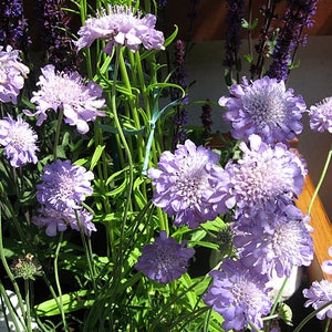 50 FINEST MIXED Colors SCABIOSA mourning Bride / Pin Cushion Scabiosa ...
