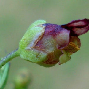 1000 EASTERN FIGWORT (late Figwort / Carpenters Square) Scrophularia ...