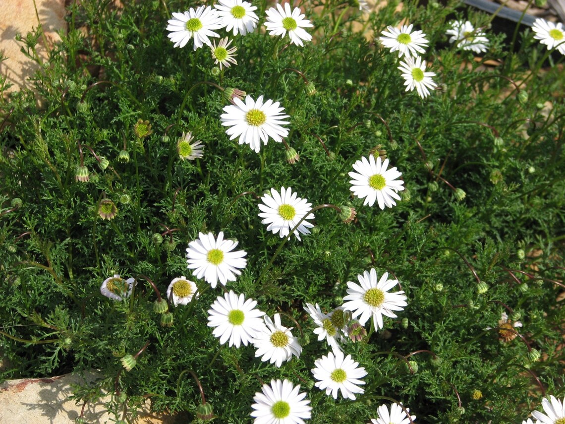 200 White SWAN RIVER DAISY Brachyscome Iberidifolia Flower | Etsy