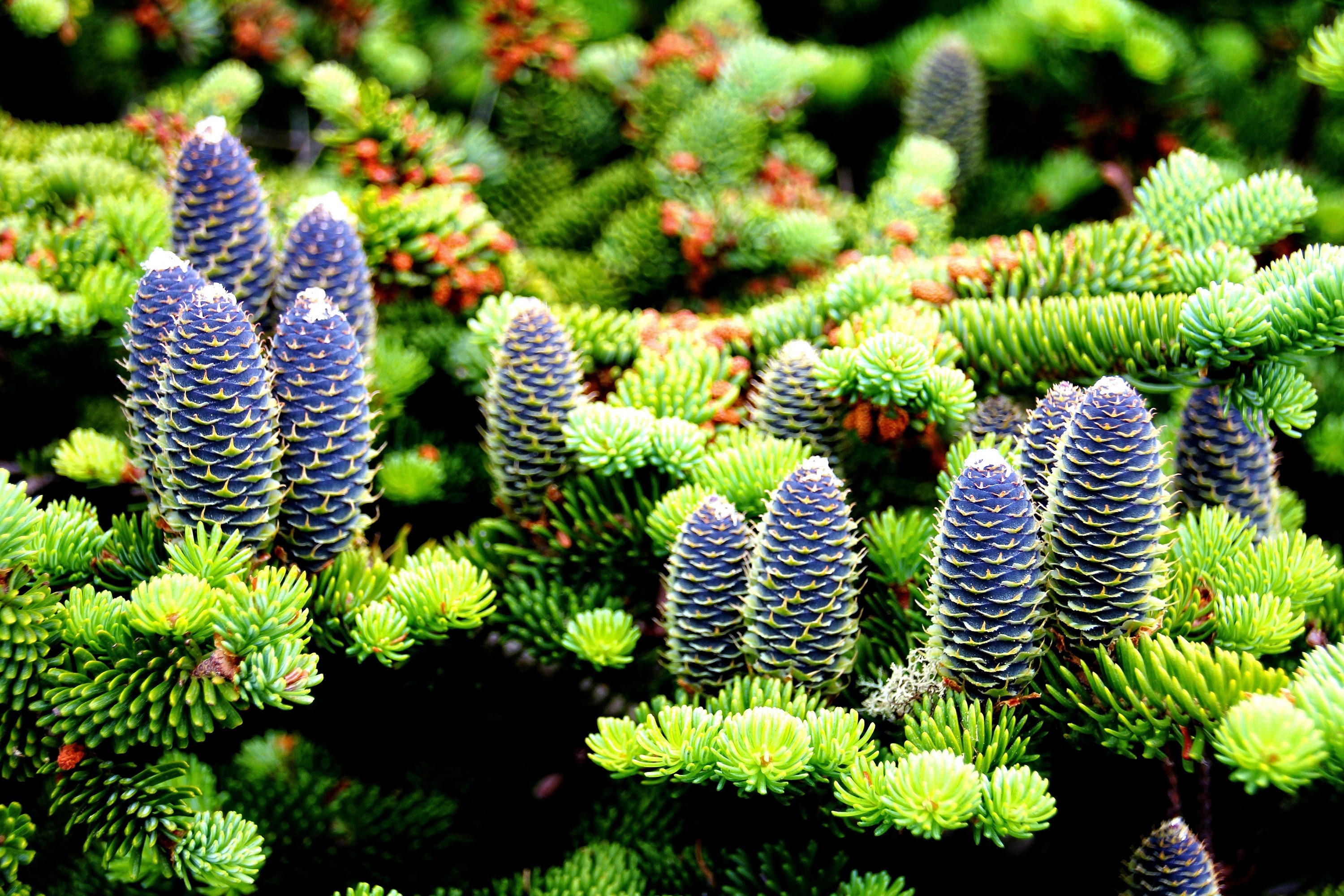 30 BALSAM FIR Tree Abies Balsamea Christmas Tree Silver Pine Canadian ...