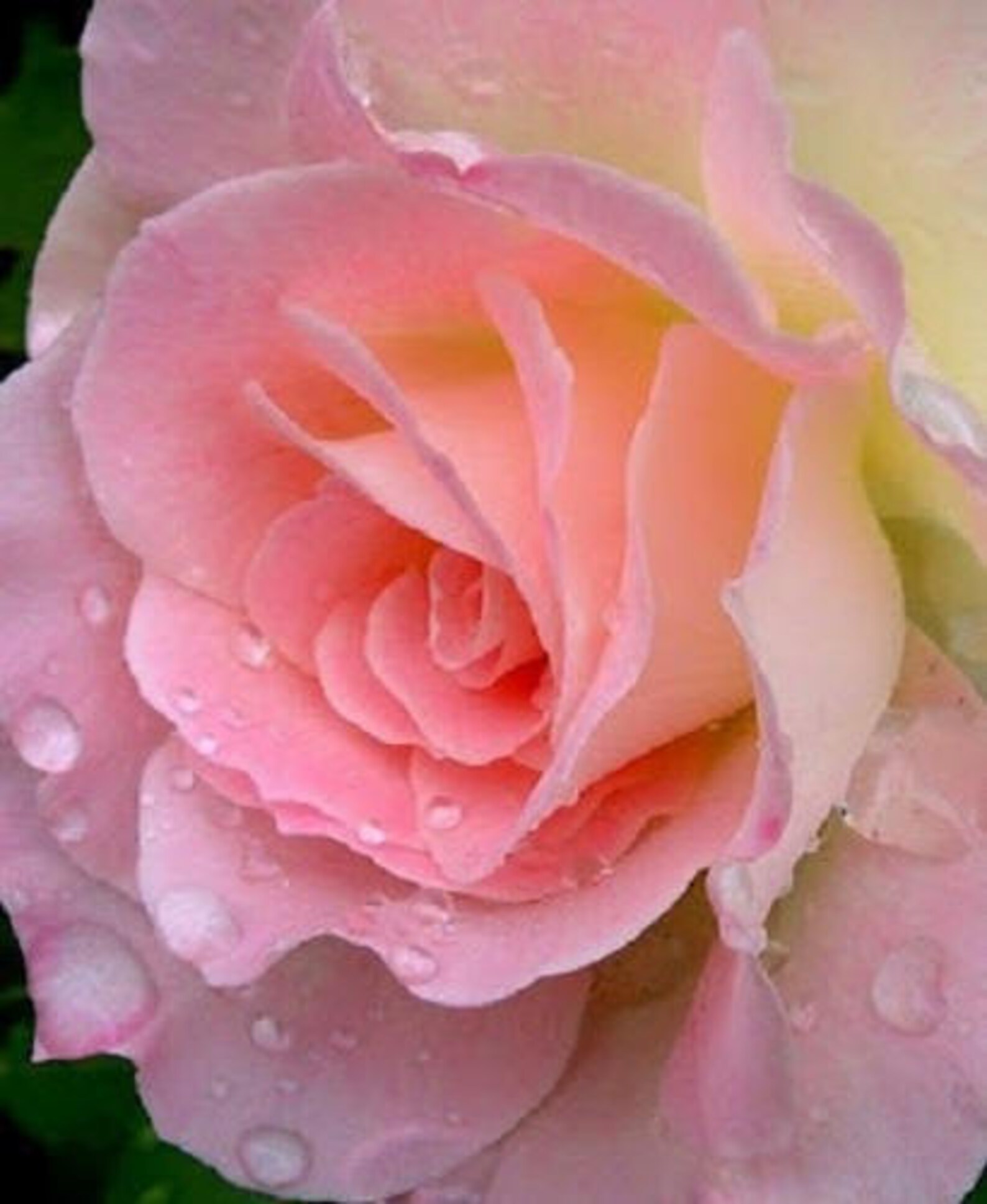 5 PINK ROSE Rosa Bush Shrub Perennial Flower Seeds flat - Etsy