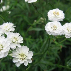 150 PEARL YARROW White Double Achillea Ptarmica Herb Flower Seeds - Etsy