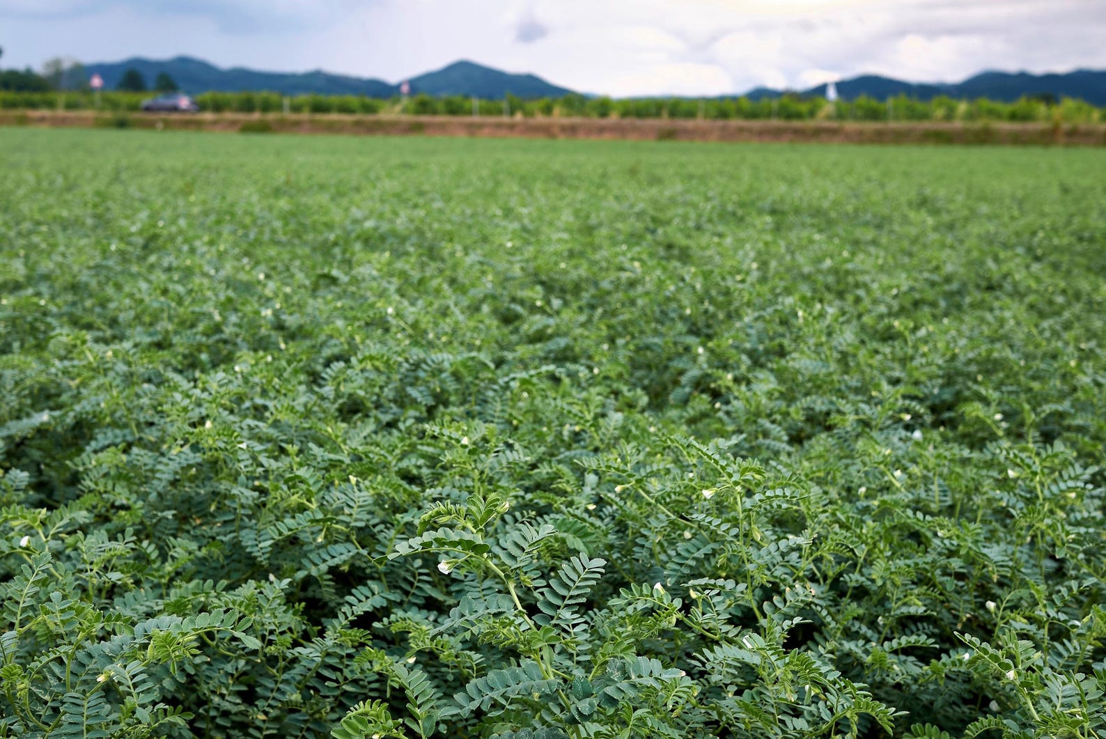 15 CHICK PEA / Garbanzo BEAN Chickpea Cicer Arientum Vegetable Seeds - Etsy