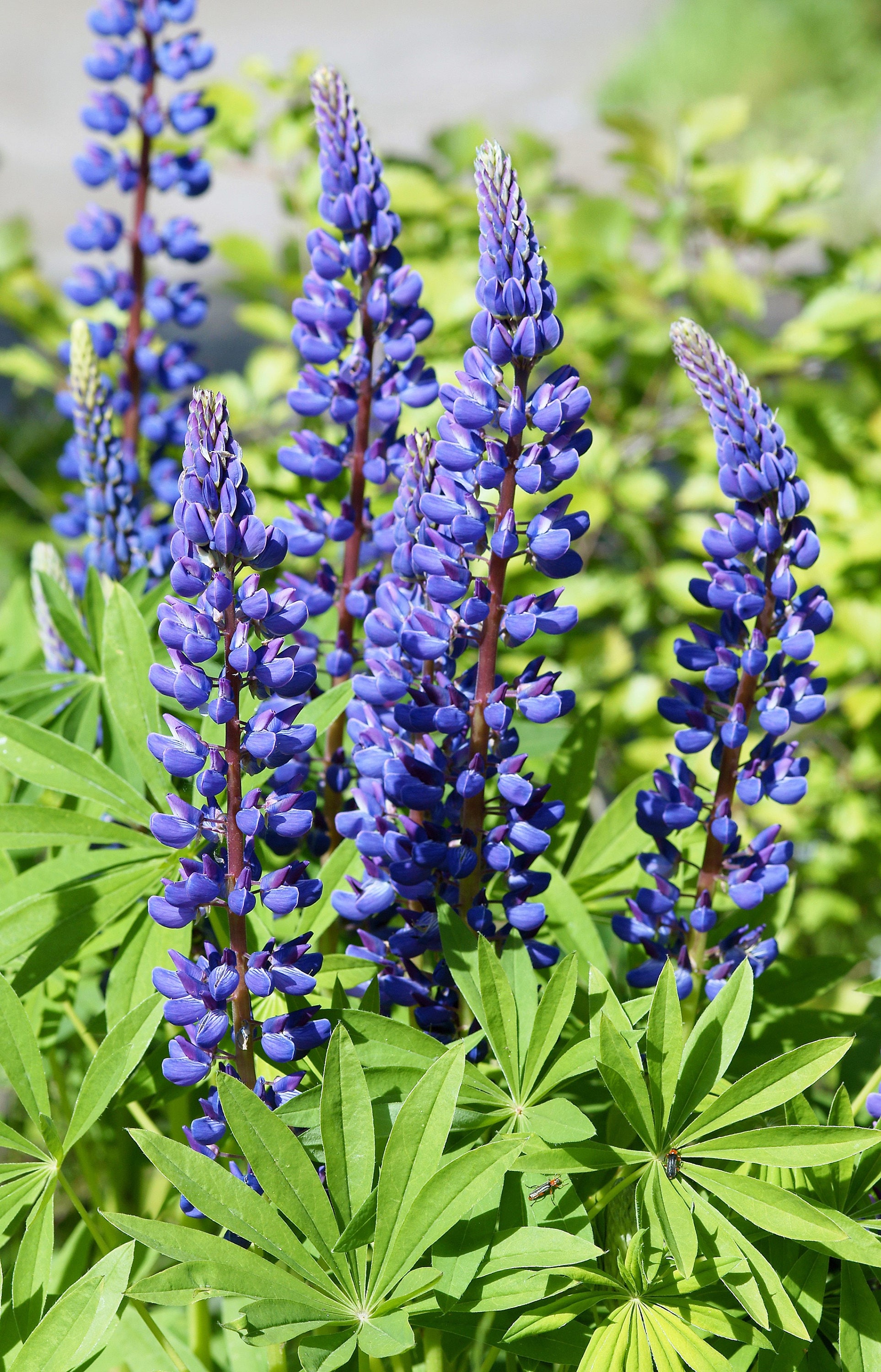 100 BLUE RUSSELL LUPINE Lupinus Polyphyllus Flower Seeds | Etsy