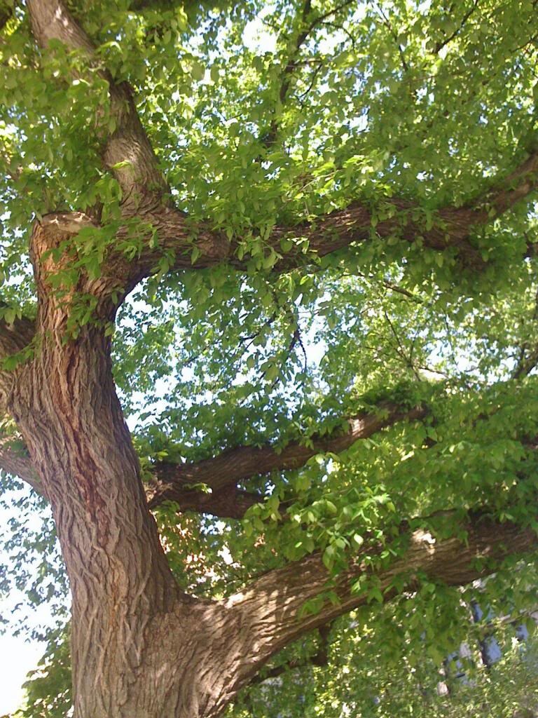 25 White AMERICAN ELM tree Ulmus Americana RED Flower Seeds *Flat Shipping