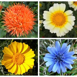 EDIBLE FLOWER MIX Seeds 16 Types: Marigold Daisy Viola Safflower ...