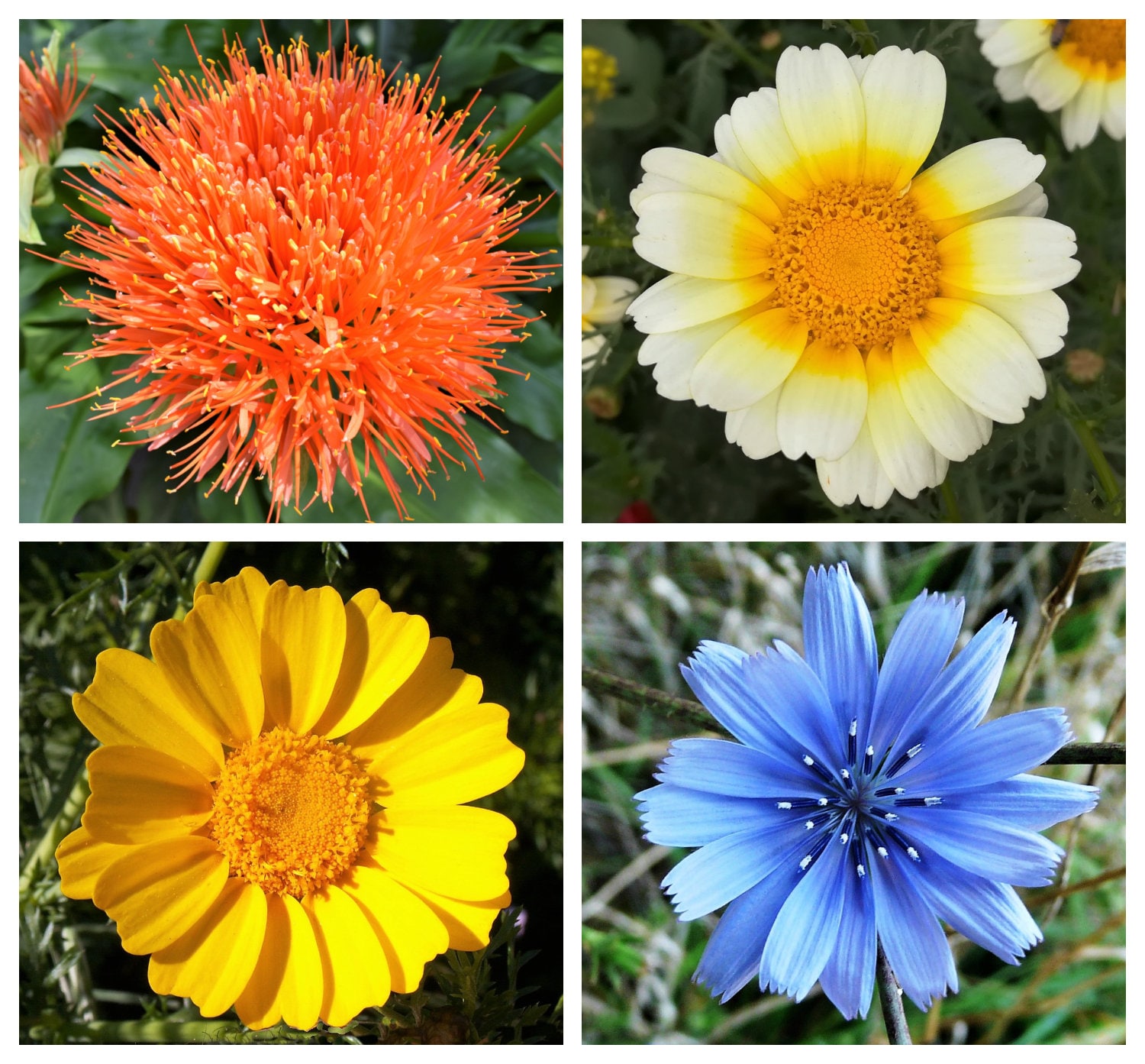 EDIBLE FLOWER MIX Seeds 16 Types: Marigold Daisy Viola - Etsy