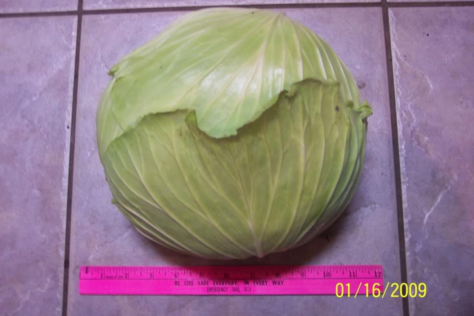 500 FLAT DUTCH Late CABBAGE Brassica Oleracea Capitata - Etsy