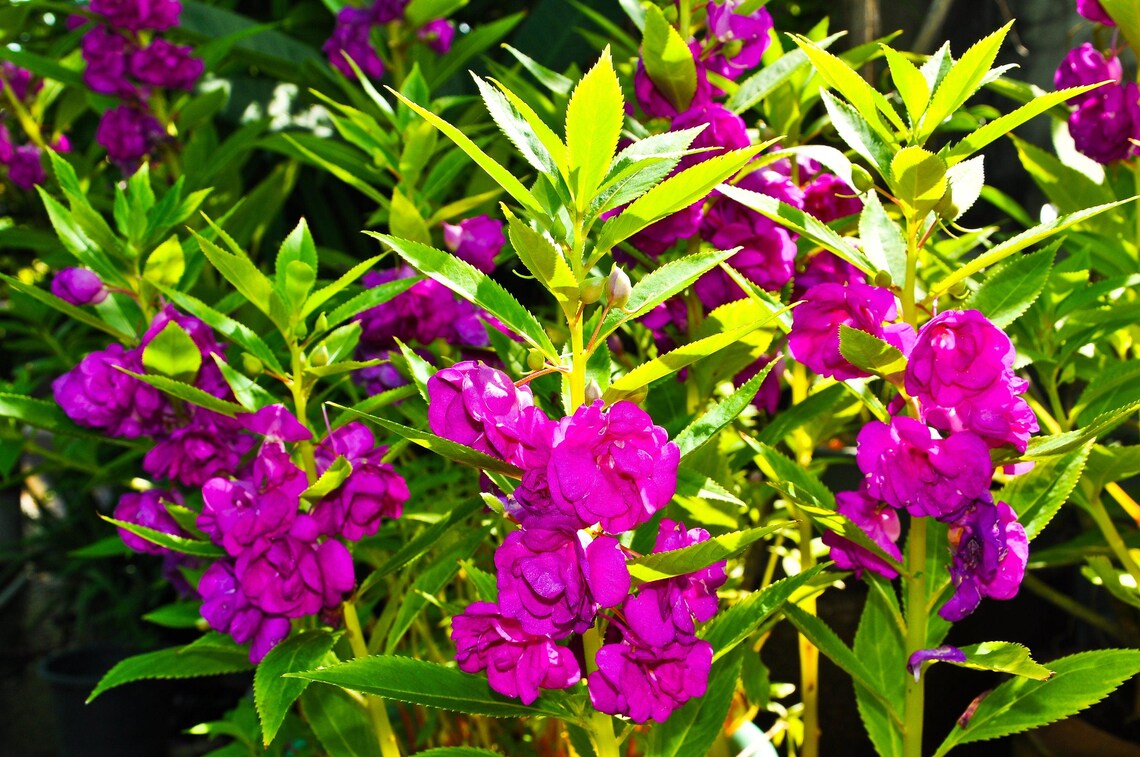 100 Mixed Dwarf TOM THUMB IMPATIENS Balsamina - Sun or Shade - Double ...