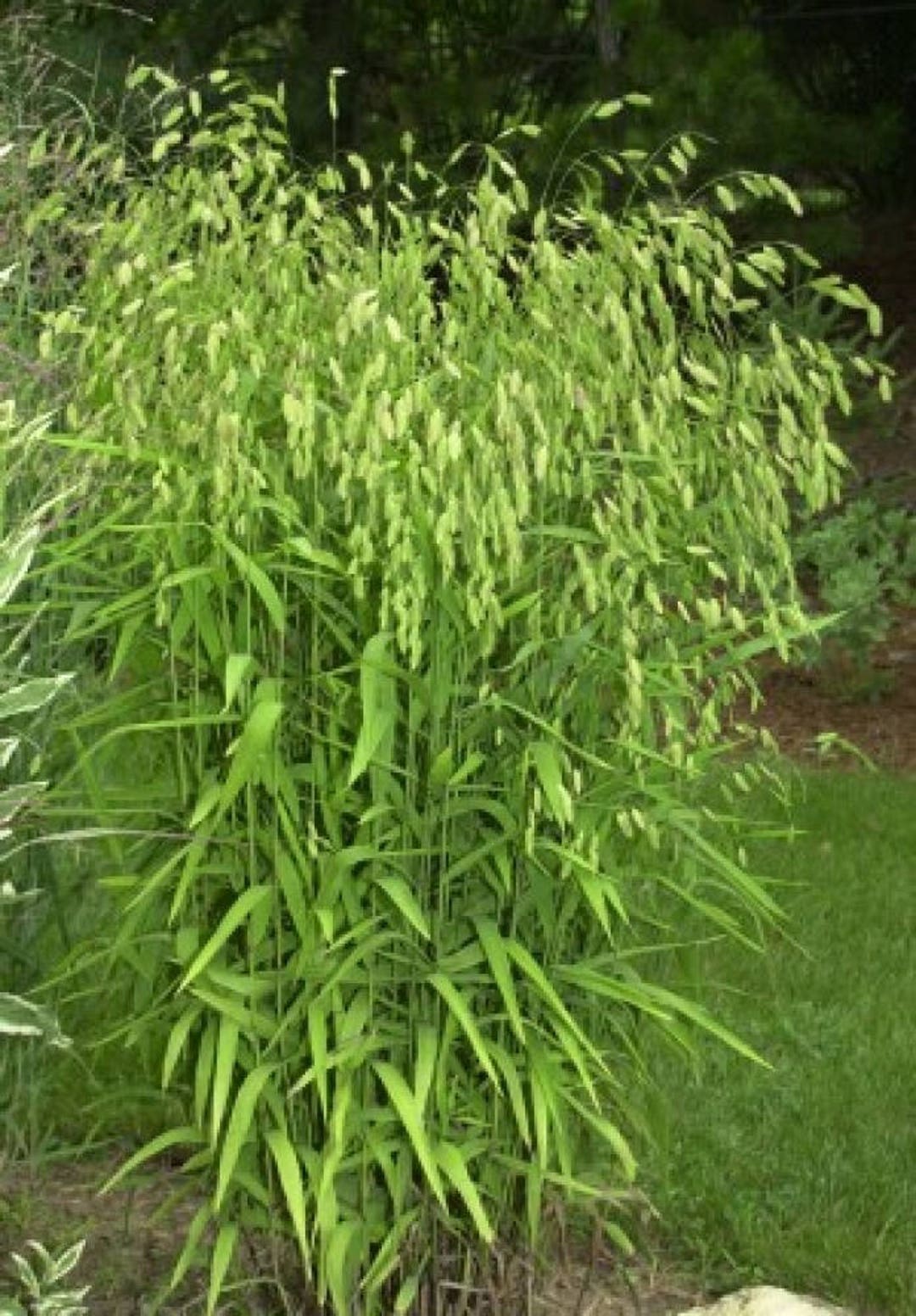 100 RIVER OATS northern Sea Oats / Inland Oats Ornamental Uniola ...