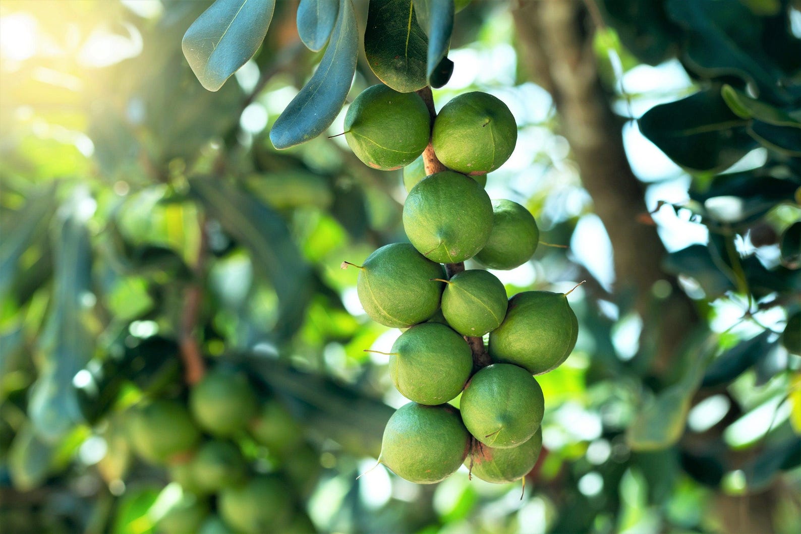 5 MACADAMIA NUT Tree Macadamia Integrifolia Brown Shell Beige Nut Fruit ...