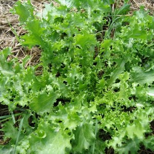 3000 GREEN CURLED ENDIVE salad Endive / Moss Curled Endive / Escarole ...