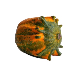 25 TEN COMMANDMENTS GOURD Mix Crown of Thorns Mixed Colors Cucurbita ...