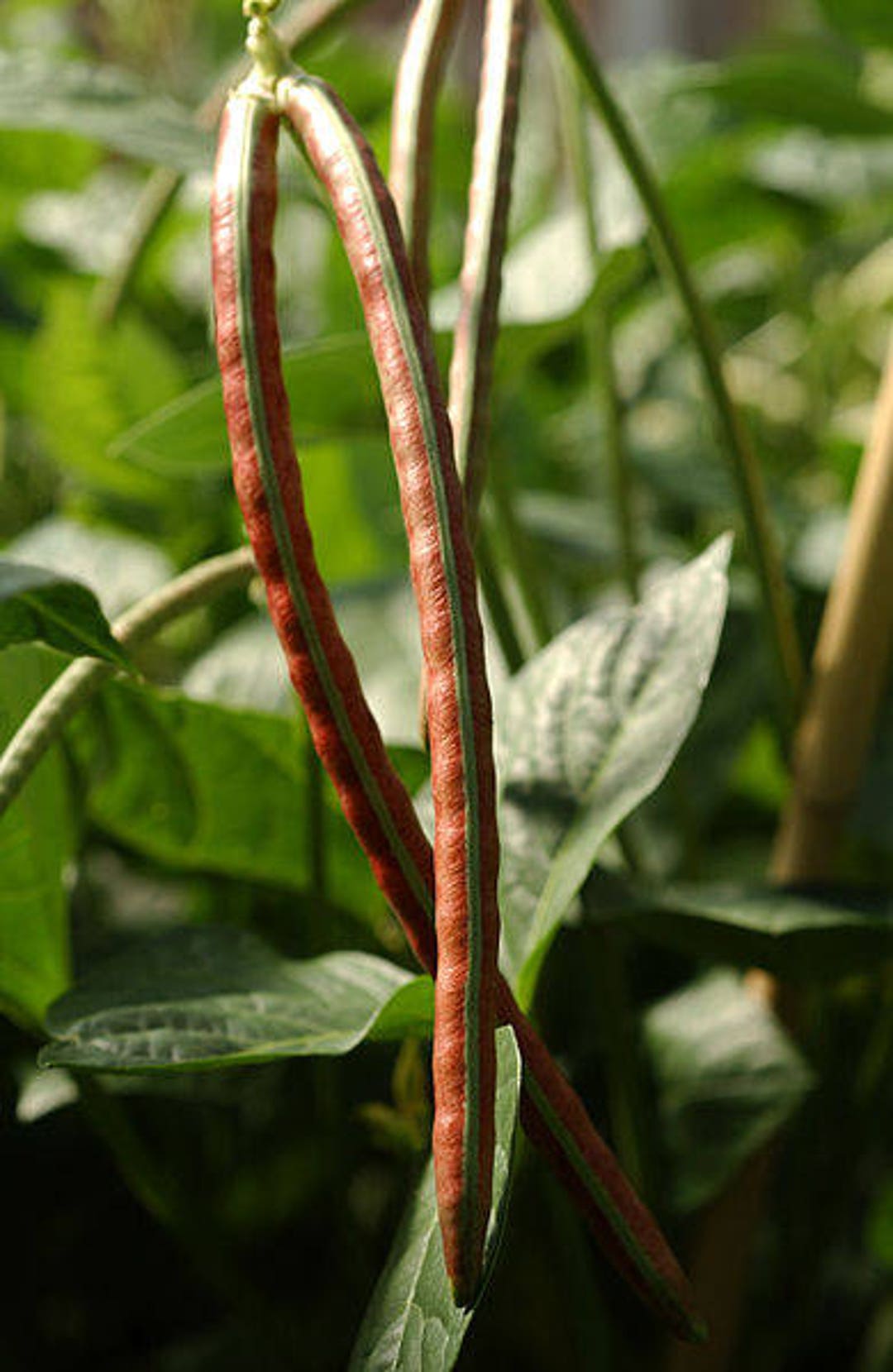 50 PURPLE PINKEYE COWPEA Southern Cow Pea Crowder Vigna Unguiculata ...