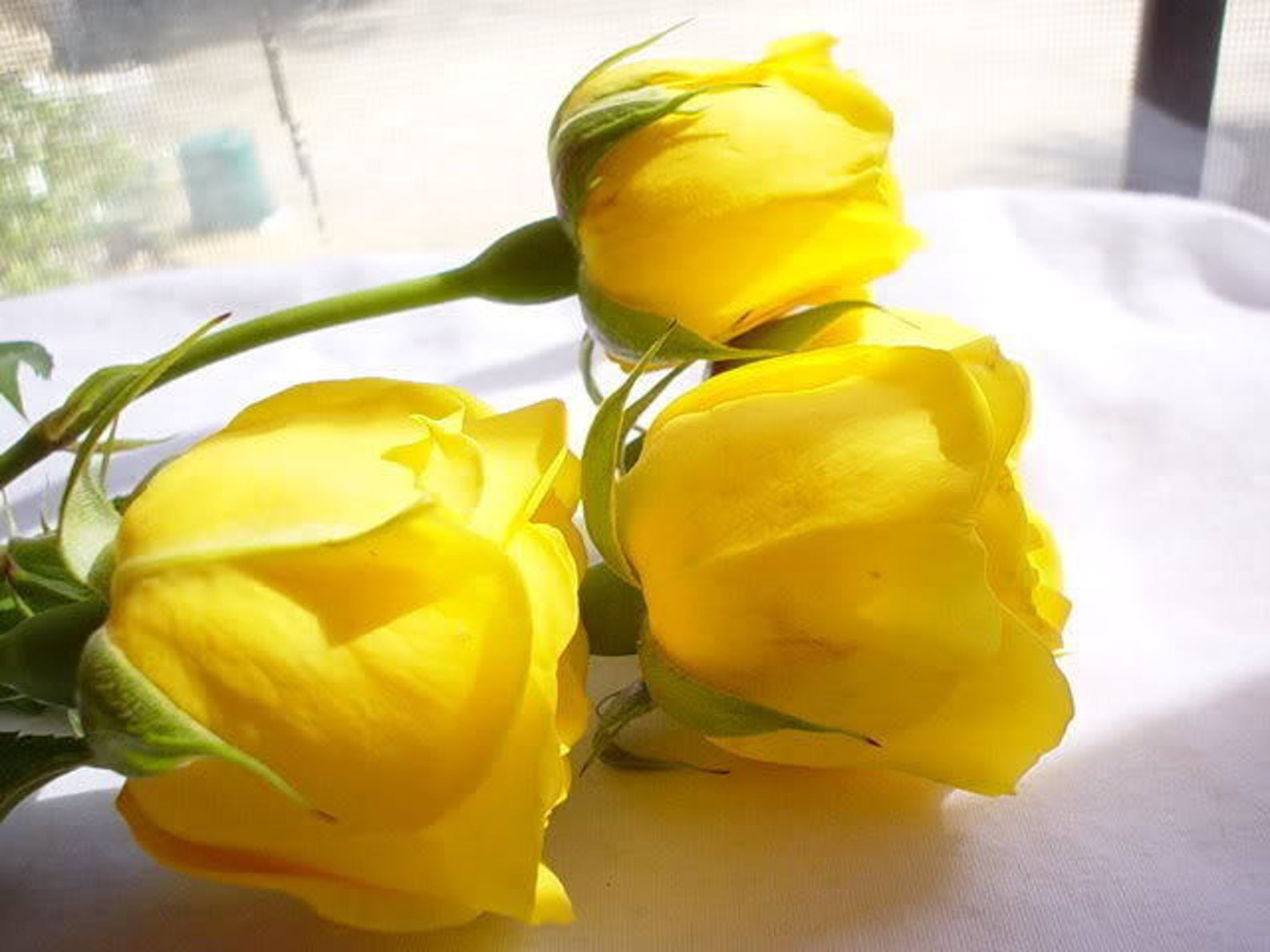 5 YELLOW ROSE Rosa Bush Shrub Perennial Flower Seeds flat - Etsy