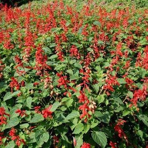 400 SCARLET SAGE (lady-in-red Salvia / Blood Sage / Red Texas Sage ...