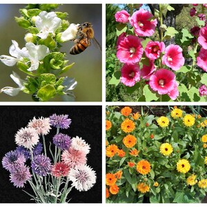 EDIBLE FLOWER MIX Seeds 16 Types: Marigold Daisy Viola Safflower ...