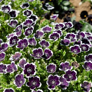 50 PENNIE BLACK - NEMOPHILA Discoidalis Penny White Flower Seeds *comb ...