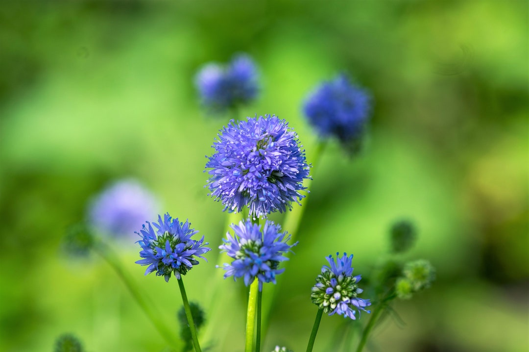 1500 GLOBE GILIA Bluehead Gilia Capitata Thimble Flower Seeds - Etsy