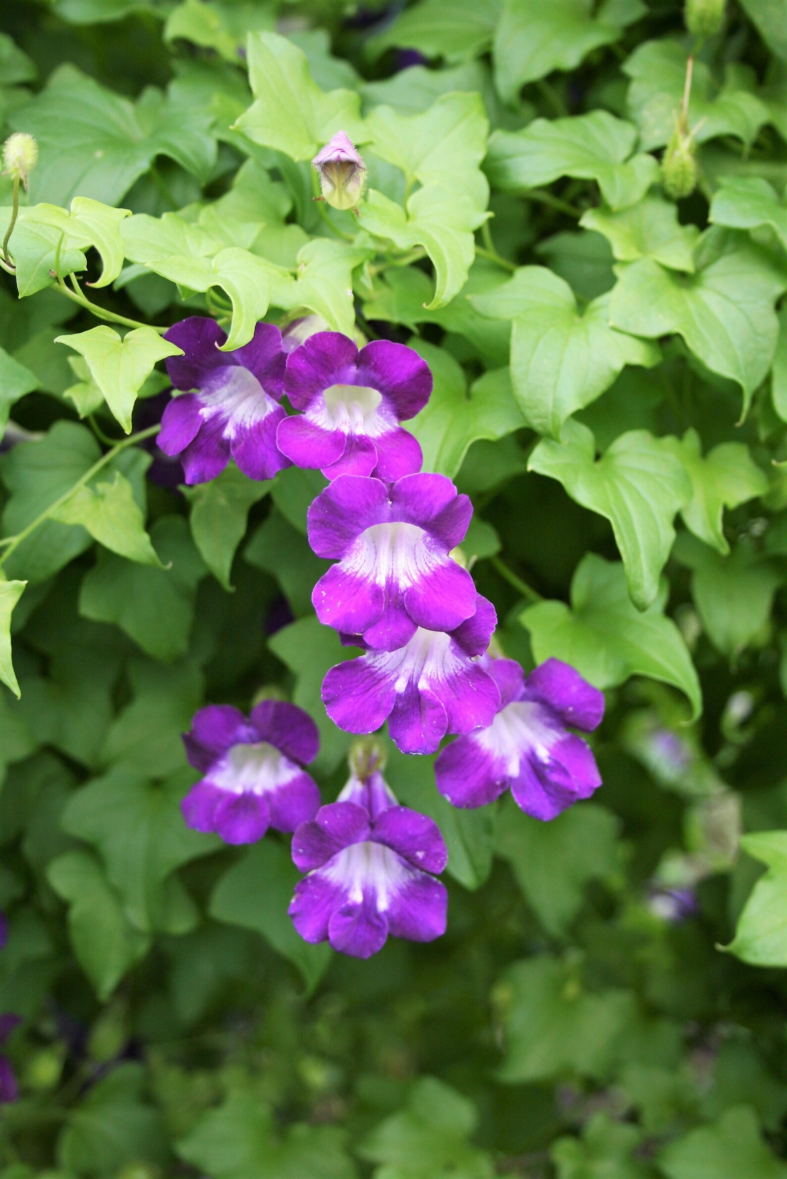 10 MIXED DRAGONSNAP VINE Asarina Scandens Climbing Snapdragon - Etsy