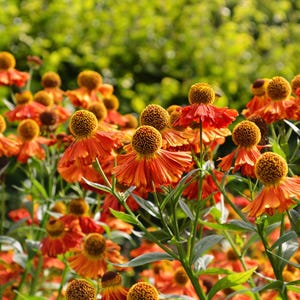 100 HELENIUM ' AUTUMN LEAVES ' Mix Helenium Autumnale Sneezeweed Mixed ...