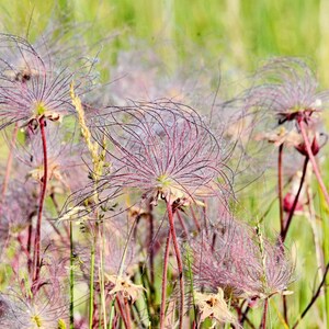 25 PRAIRIE SMOKE Geum Triflorum Purple Prairie Avens Pink Flower Seeds ...