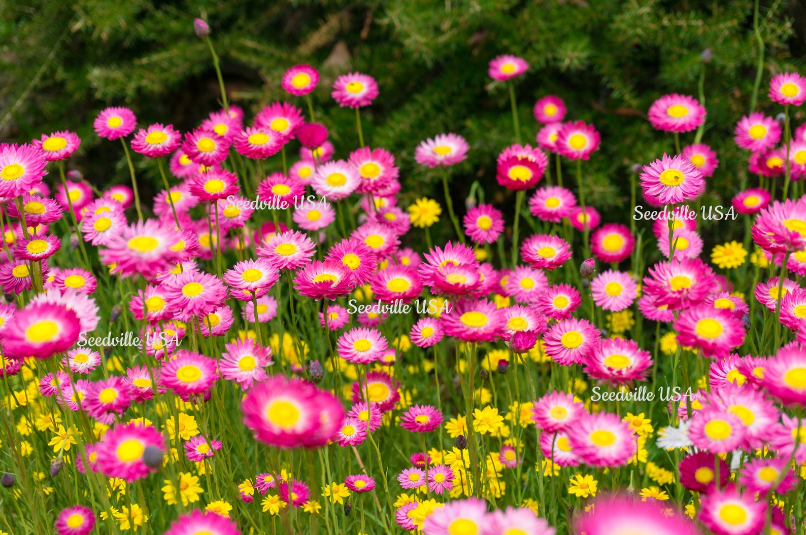 100 MIXED DOUBLE ACROCLINIUM Aka Paper Daisy Helipterum Roseum - Etsy
