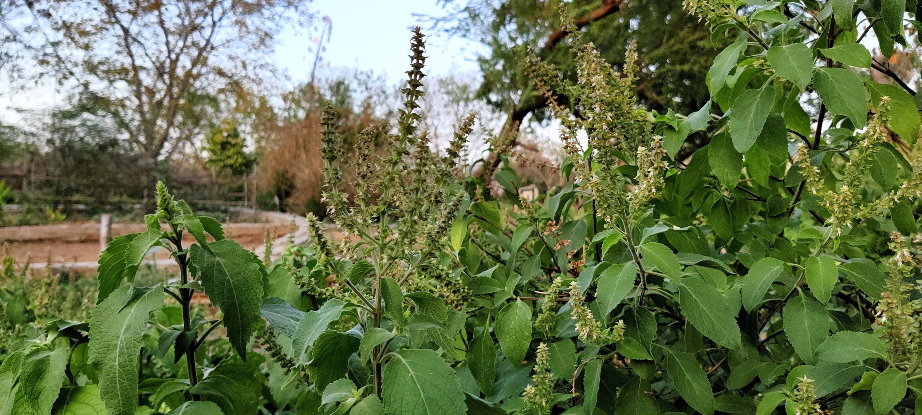 500 CLOVE BASIL Ocimum Basilicum Herb Flower Seeds - Etsy