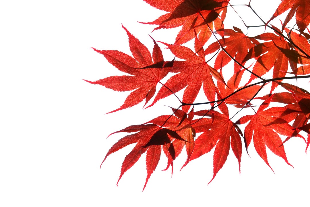 10 RED JAPANESE MAPLE Tree Bloodgood Ornamental Acer Palmatum Seeds - Etsy
