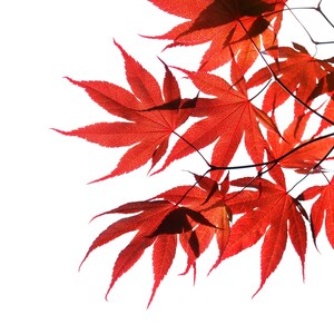 10 RED JAPANESE MAPLE Tree Bloodgood Ornamental Acer Palmatum Seeds - Etsy