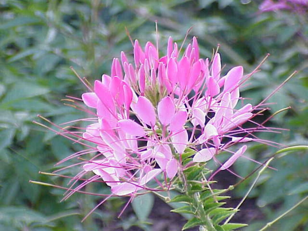 200 ROSE QUEEN CLEOME spider Flower Cleome Hassleriana Cleome Spinosa ...