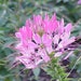 200 ROSE QUEEN CLEOME spider Flower Cleome Hassleriana Cleome Spinosa ...
