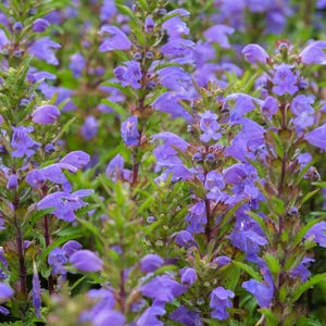 50 Purple False Dragon DRAGONS HEAD Obedient Plant Dracocephalum Flower ...