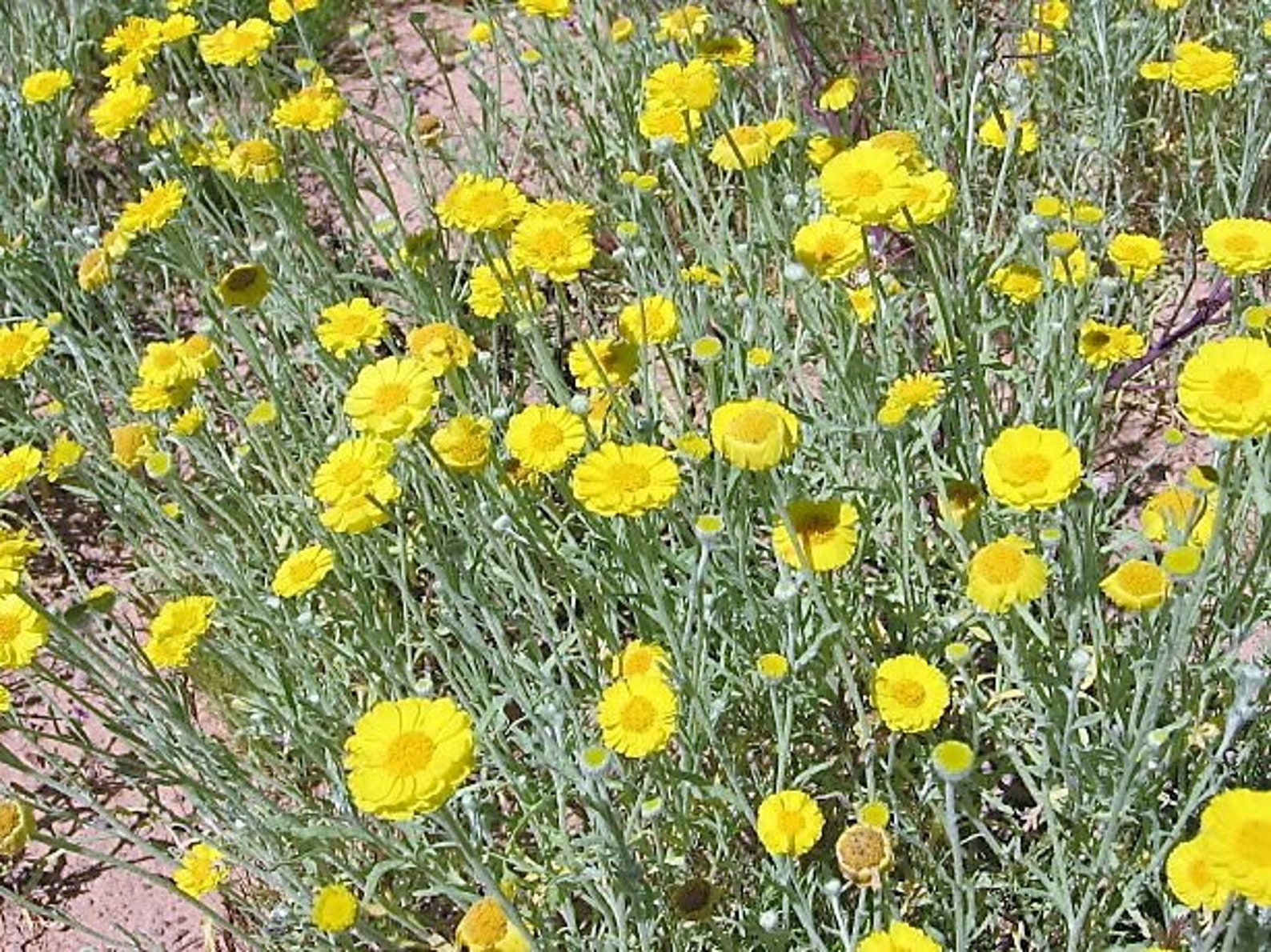 500 Yellow DESERT MARIGOLD Baileya Multiradiata Showy Drought Paper ...